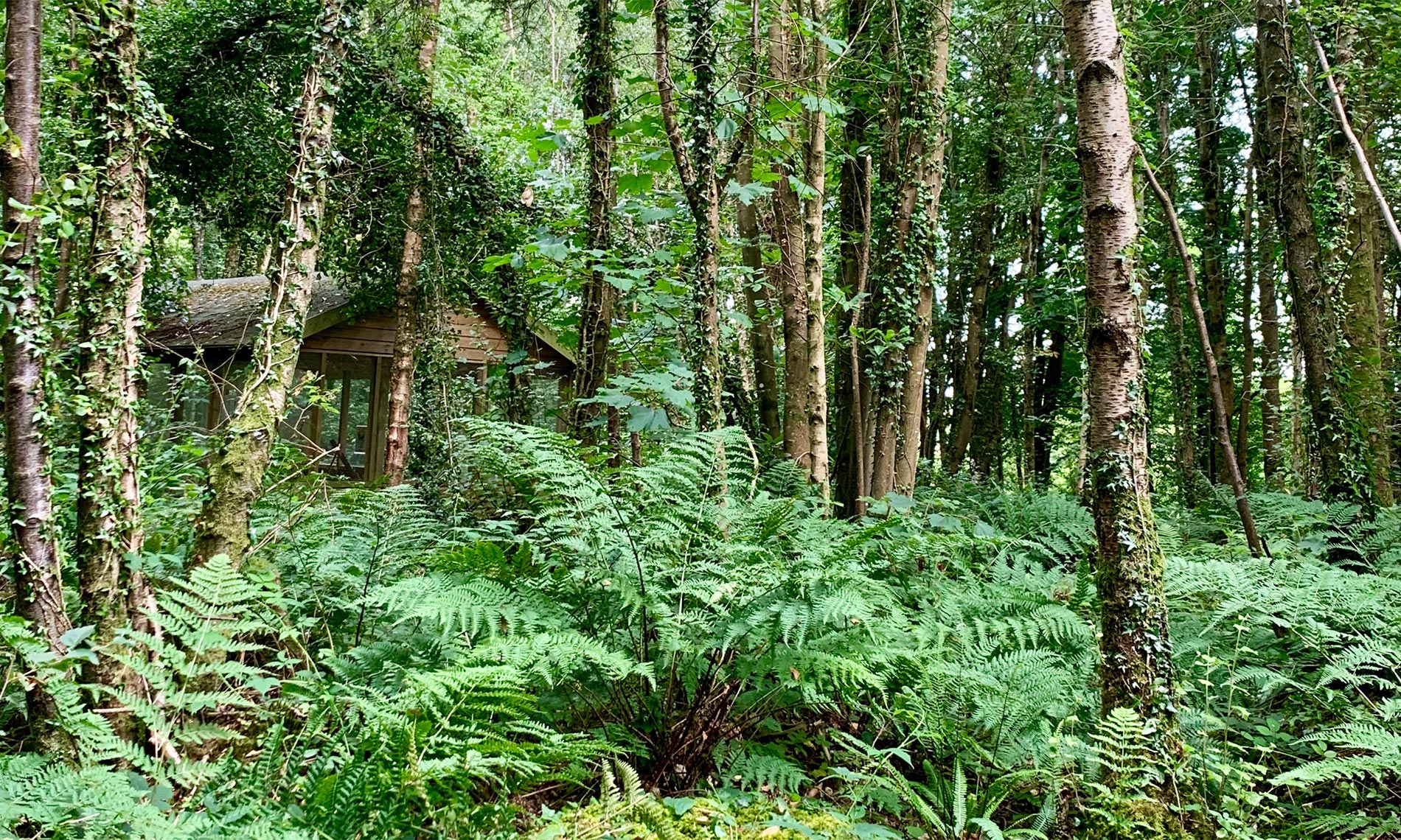 Boduan - The Eternal Forest Trust